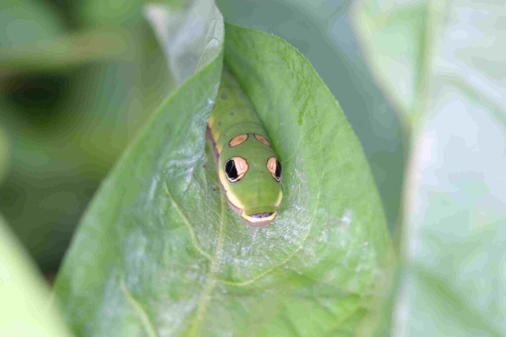 Pollinators in Pop Culture with Codey Mathis (Oct. 27) - Bowman's Hill ...
