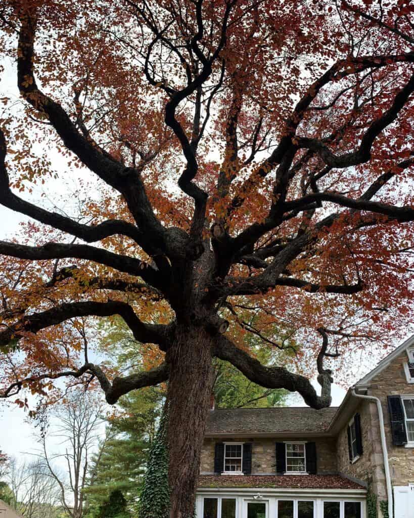 Thursday Night Nature: Pennsylvania's Big Trees: Who They Are, Where ...