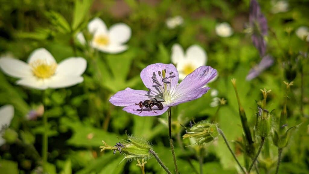 Knowing Native Plants: Late Spring Lovelies with Mary Anne Borge (May 6 ...