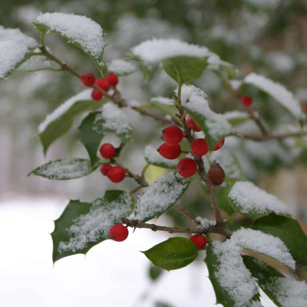 Winter - Bowman's Hill Wildflower Preserve
