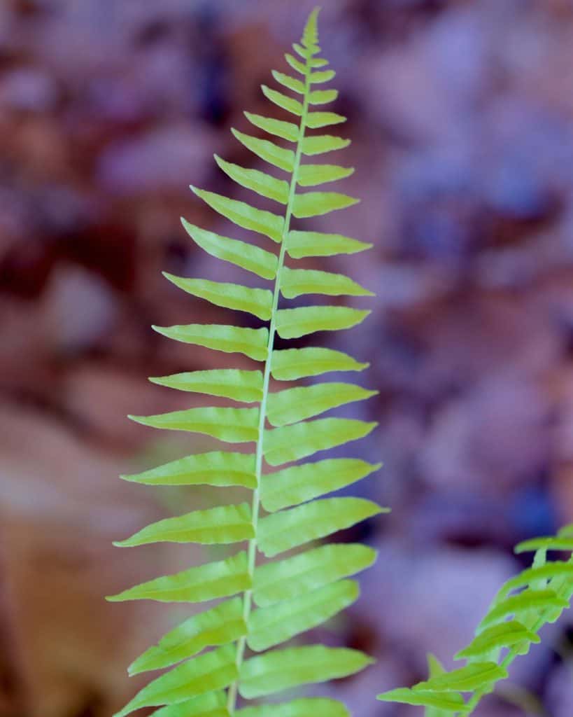 Glade Fern (Diplazium pycnocarpon) - Bowman's Hill Wildflower Preserve