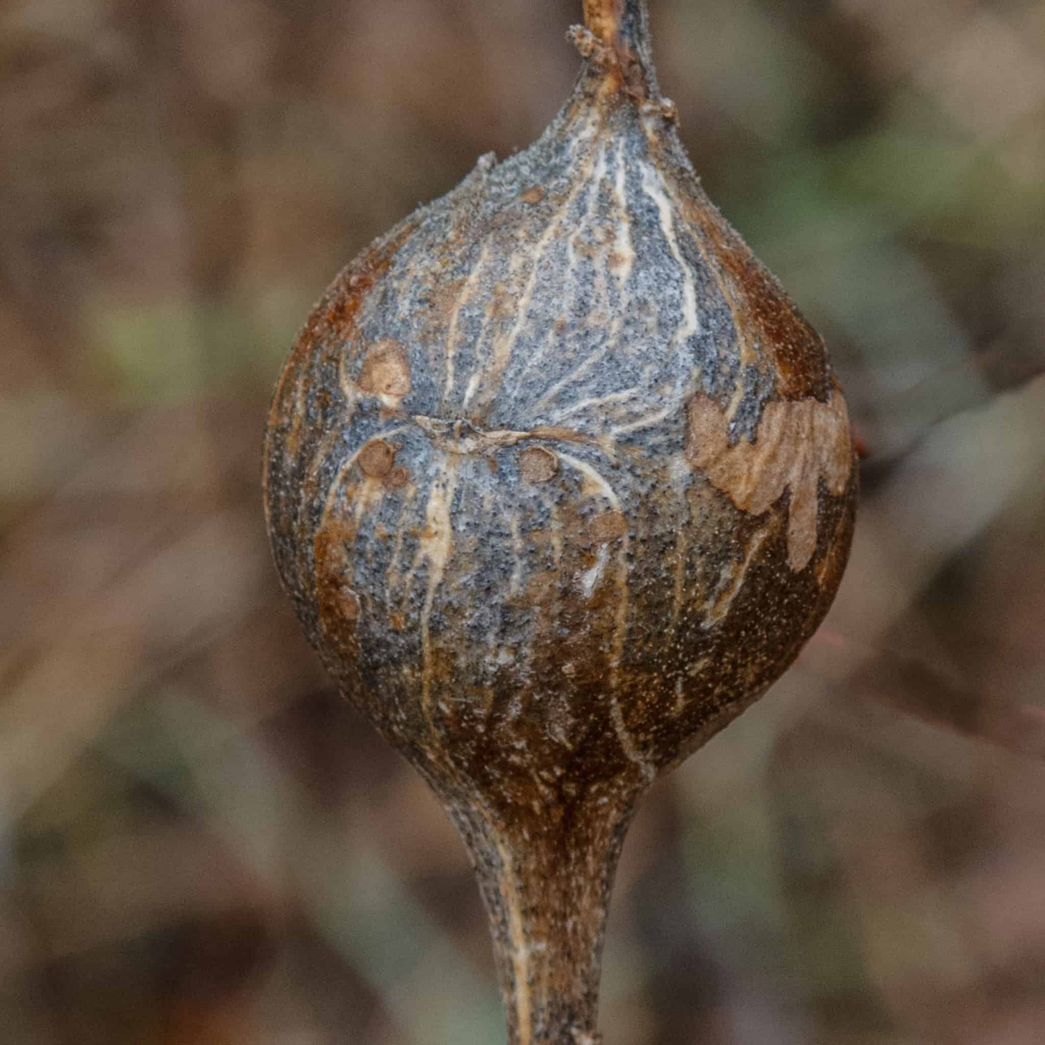 Winter - Bowman's Hill Wildflower Preserve