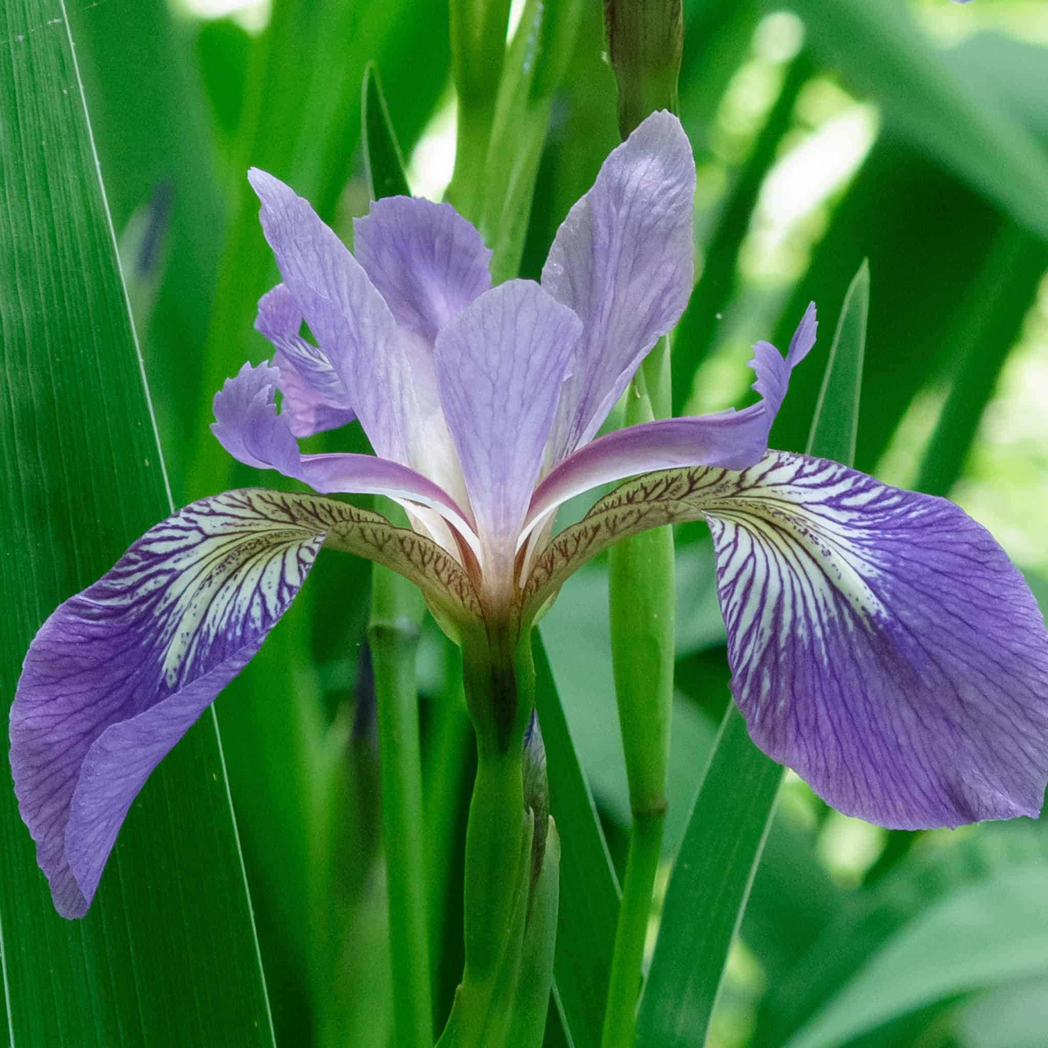 Summer - Bowman's Hill Wildflower Preserve