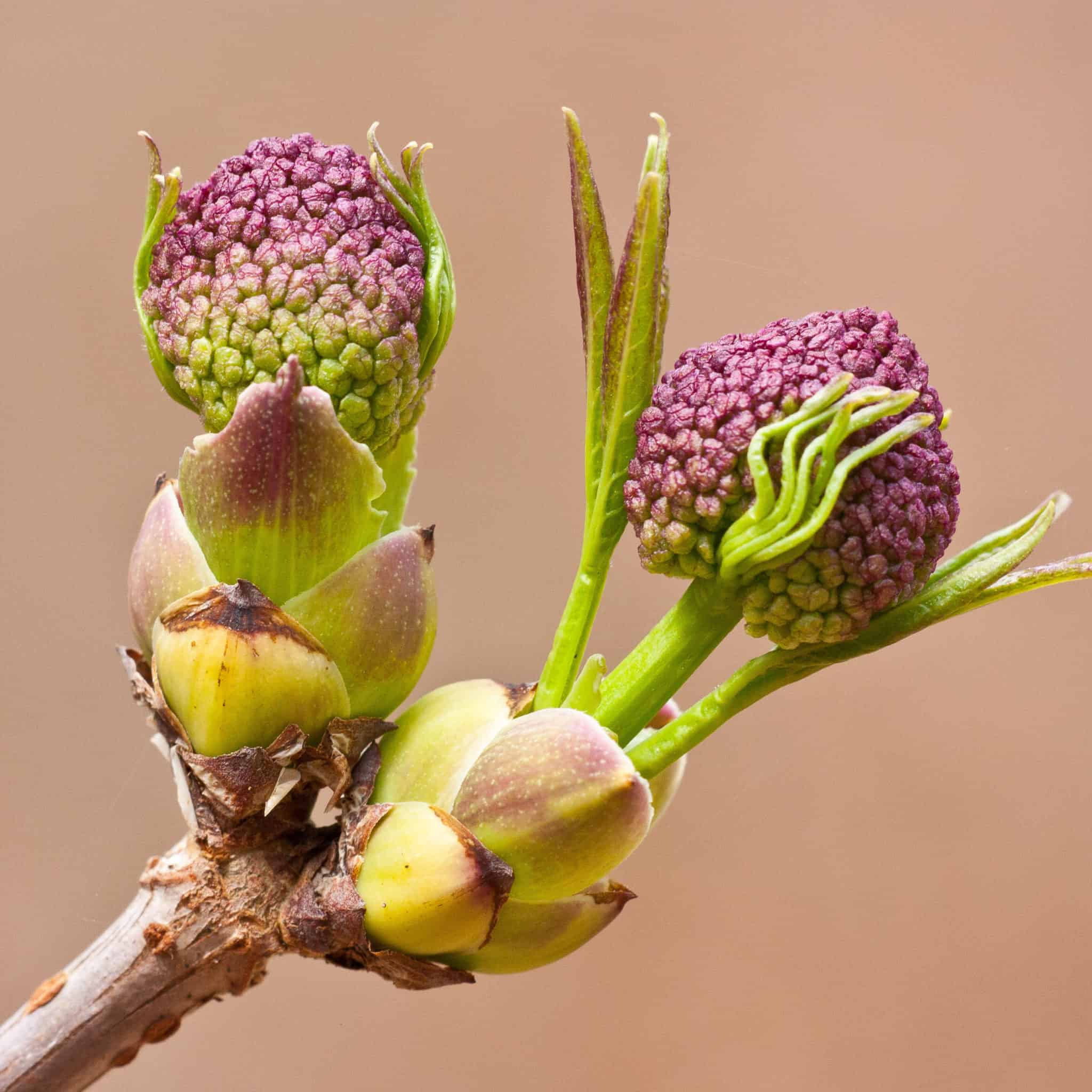 Spring - Bowman's Hill Wildflower Preserve