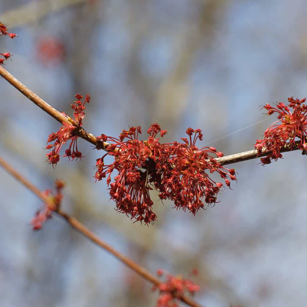 Spring - Bowman's Hill Wildflower Preserve
