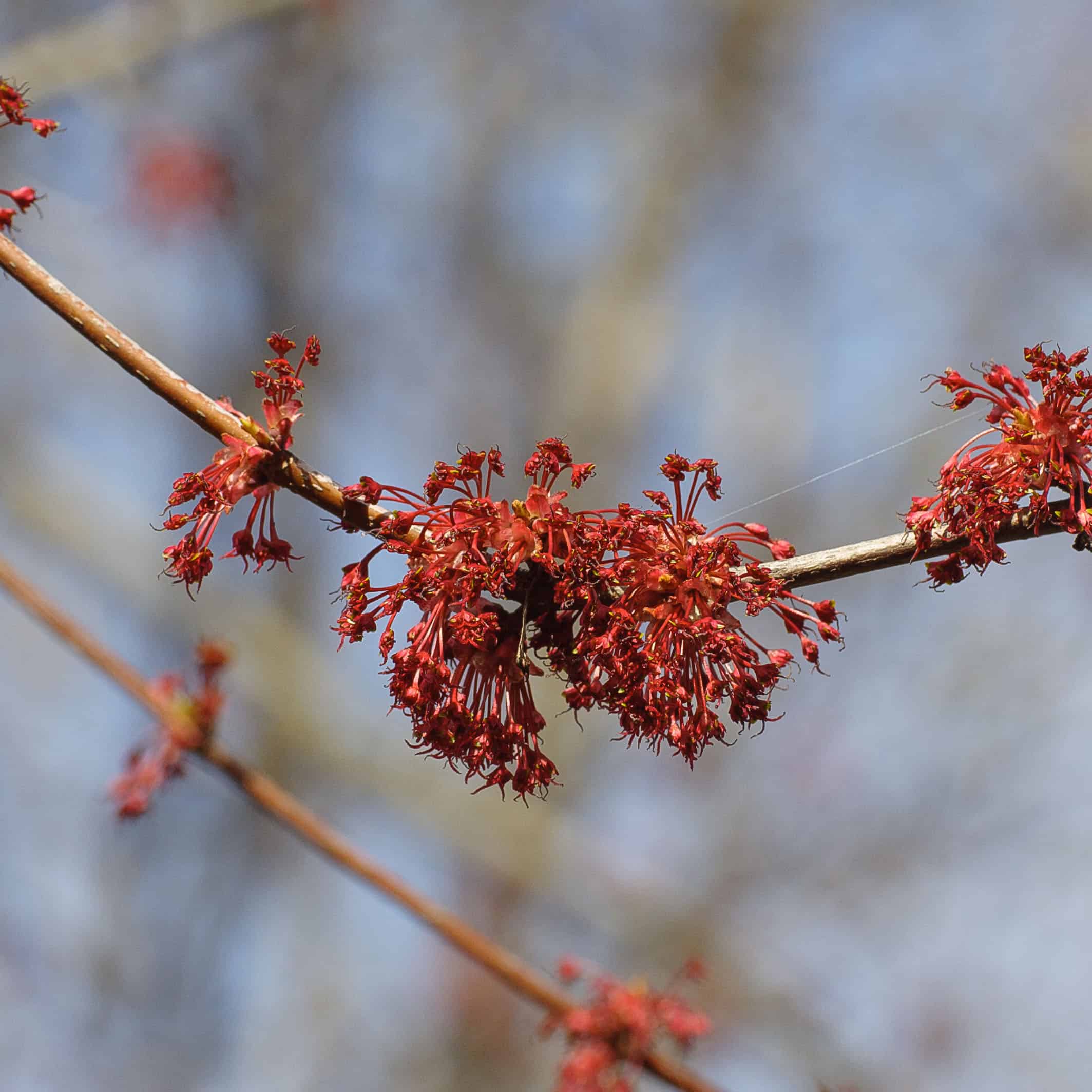 Spring - Bowman's Hill Wildflower Preserve