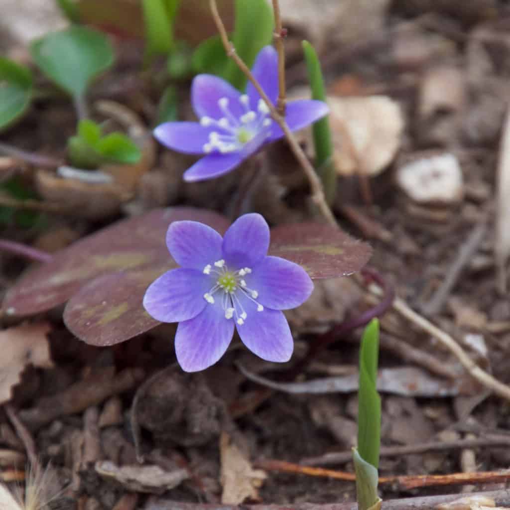 Spring - Bowman's Hill Wildflower Preserve
