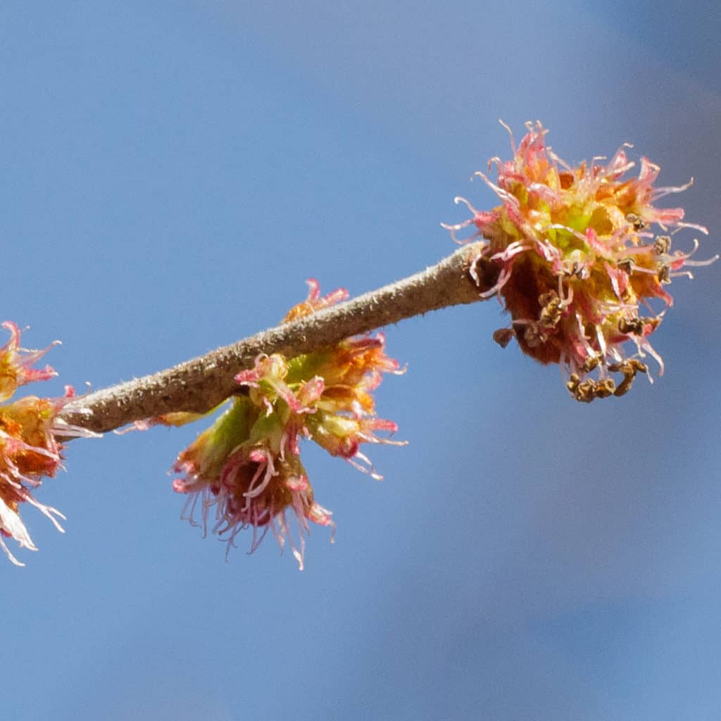 Spring - Bowman's Hill Wildflower Preserve