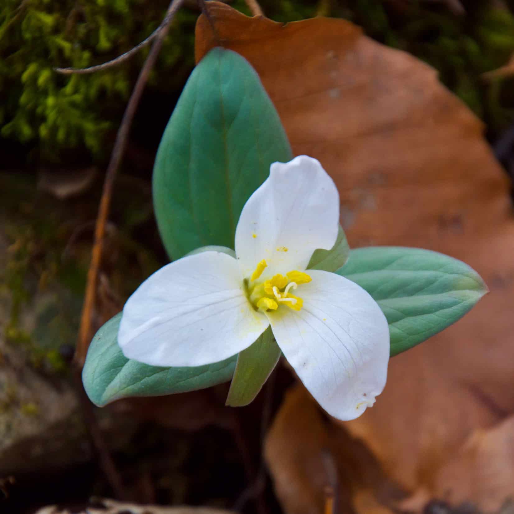 Spring - Bowman's Hill Wildflower Preserve