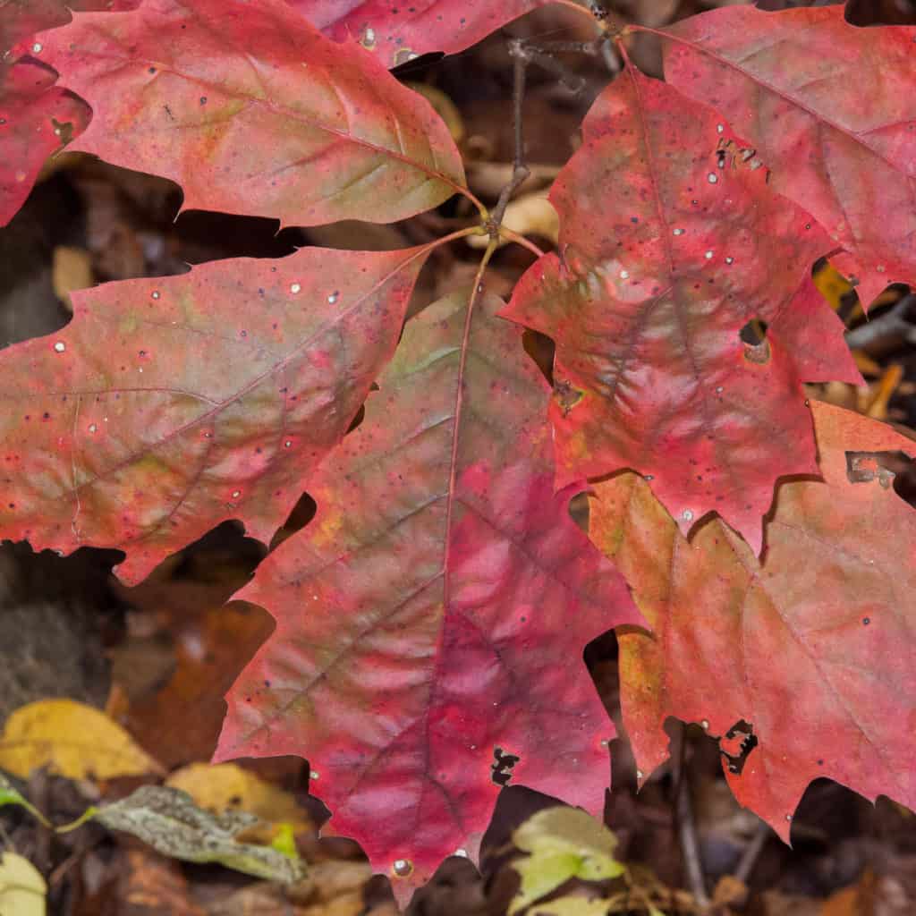 Fall - Bowman's Hill Wildflower Preserve