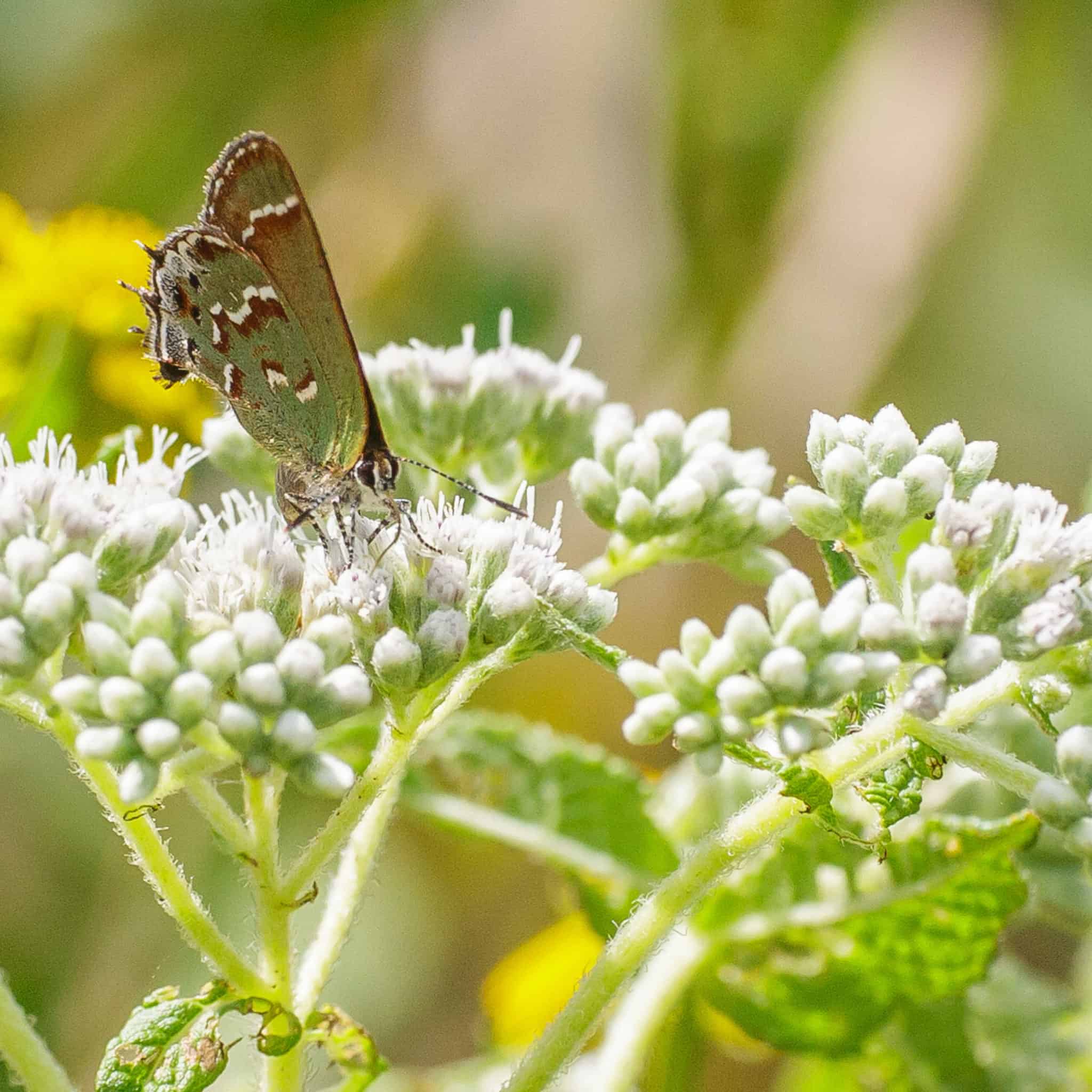 Fall - Bowman's Hill Wildflower Preserve